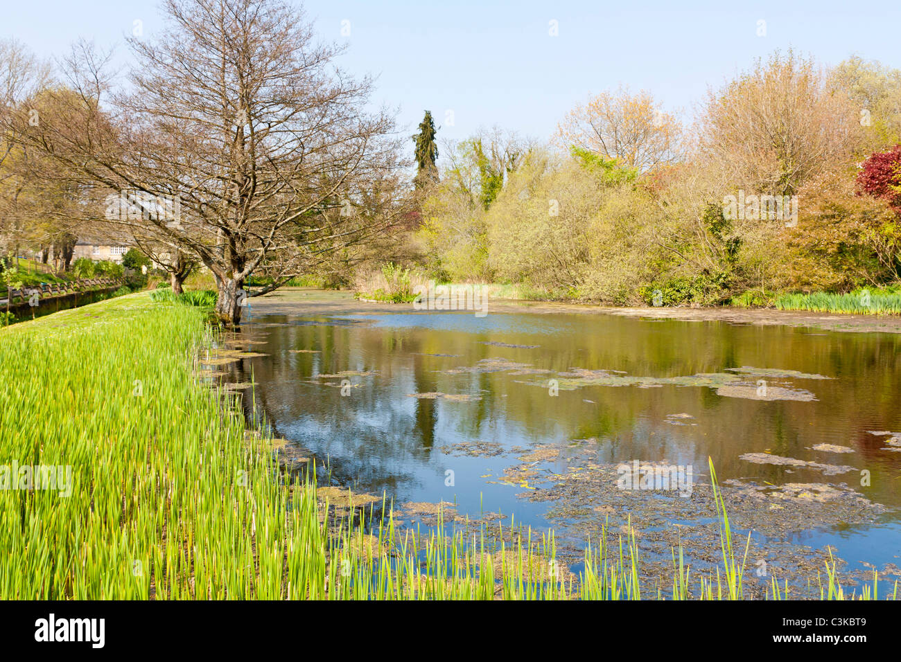 Small colourful lake in Dorset England Stock Photo - Alamy