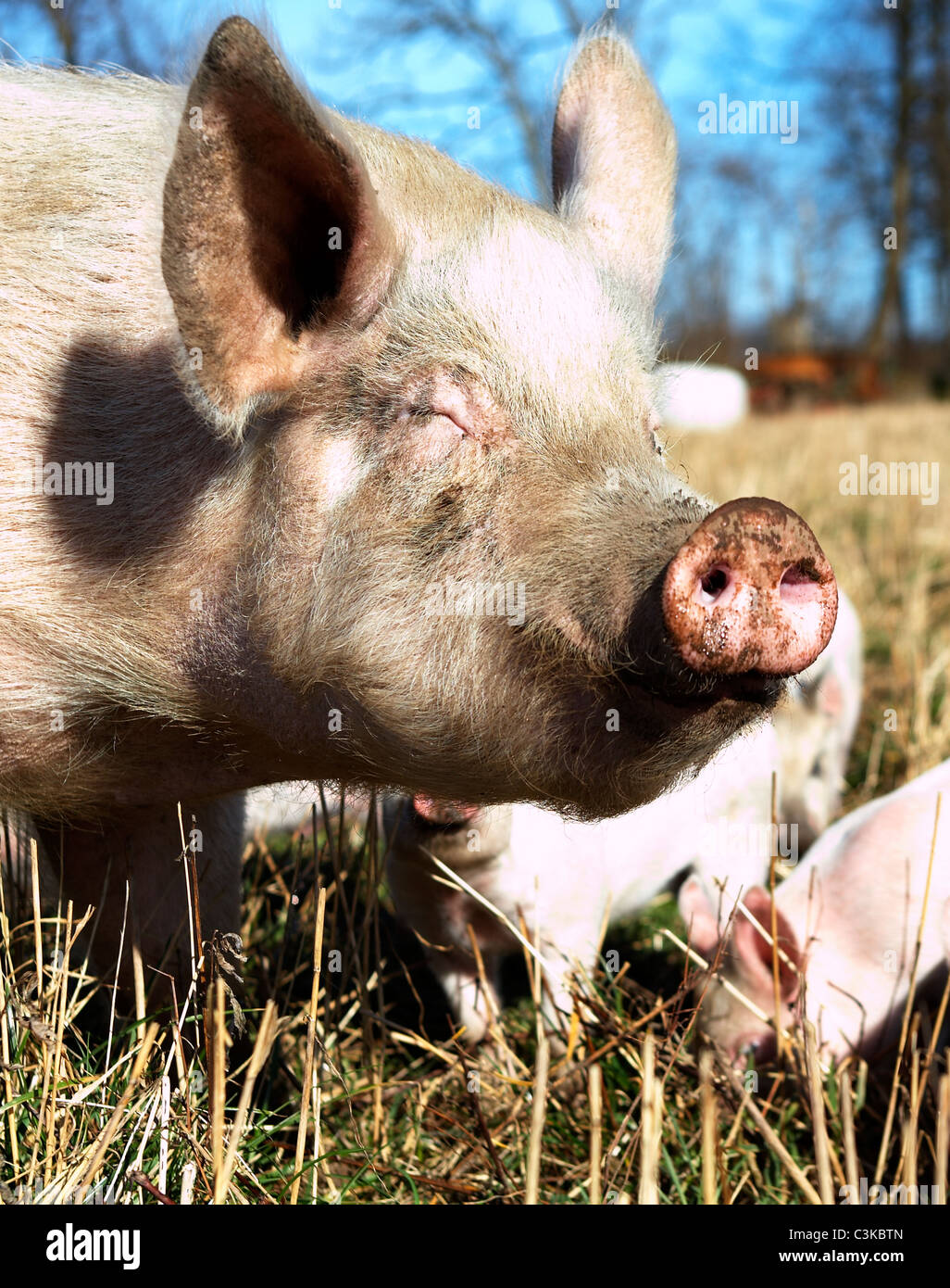 Close up of sow with piglets Stock Photo - Alamy