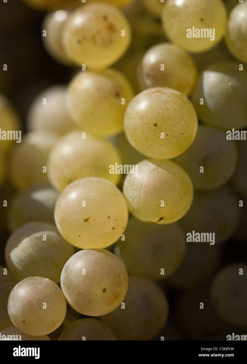 White grapes image hi-res stock photography and images - Alamy