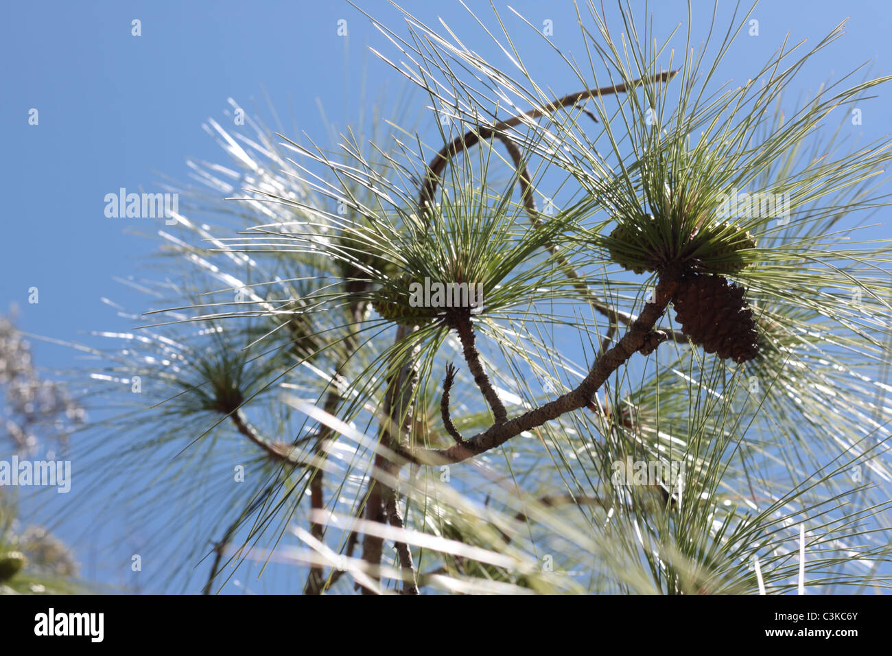 Pine detail under blue sky hi-res stock photography and images - Alamy