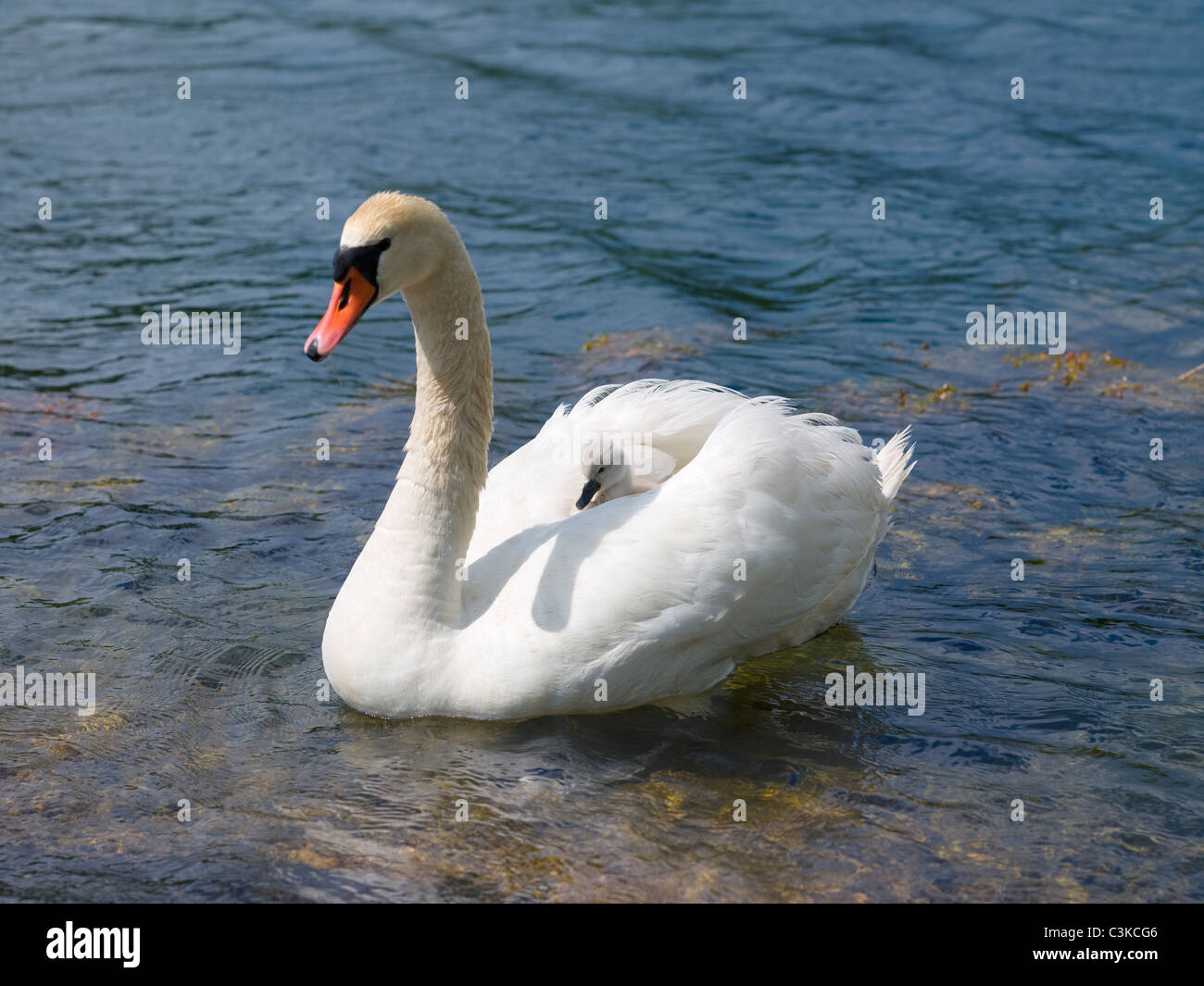 Swan on sea Stock Photo - Alamy
