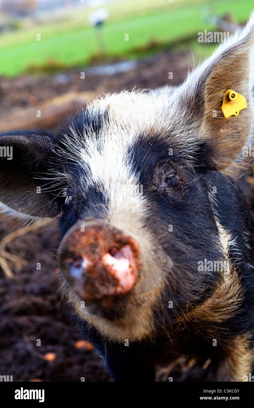 Pig ear tag hi-res stock photography and images - Alamy