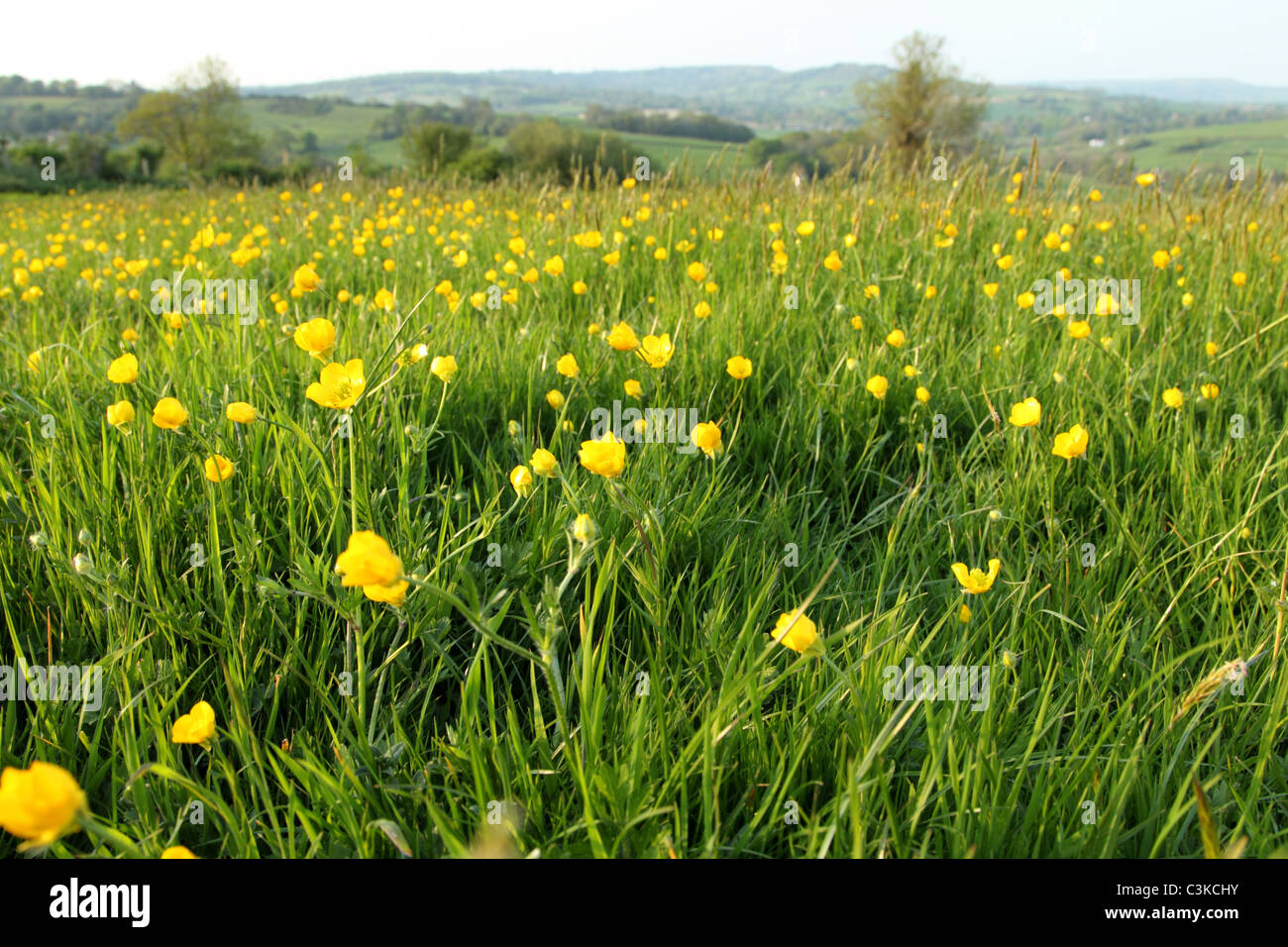 Buttercups field yellow flowers hi-res stock photography and images - Alamy