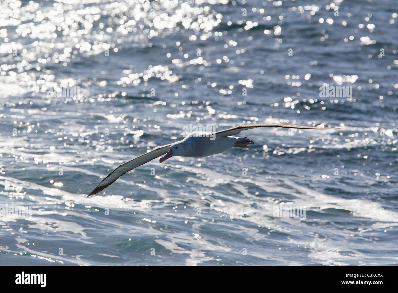 South Atlantic Ocean, Wandering albatross flying above water Stock ...