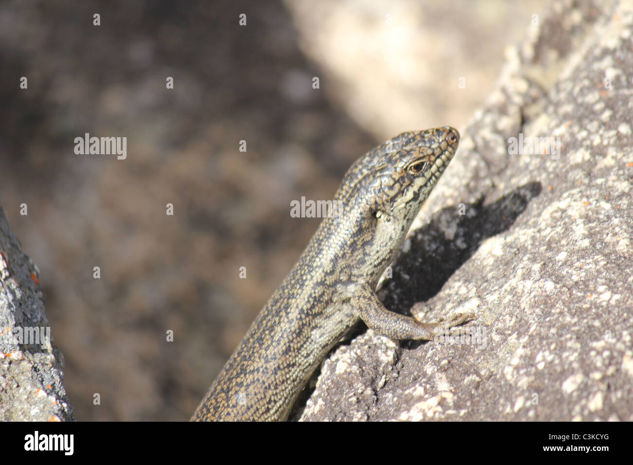 close up of lizard on rock Stock Photo - Alamy