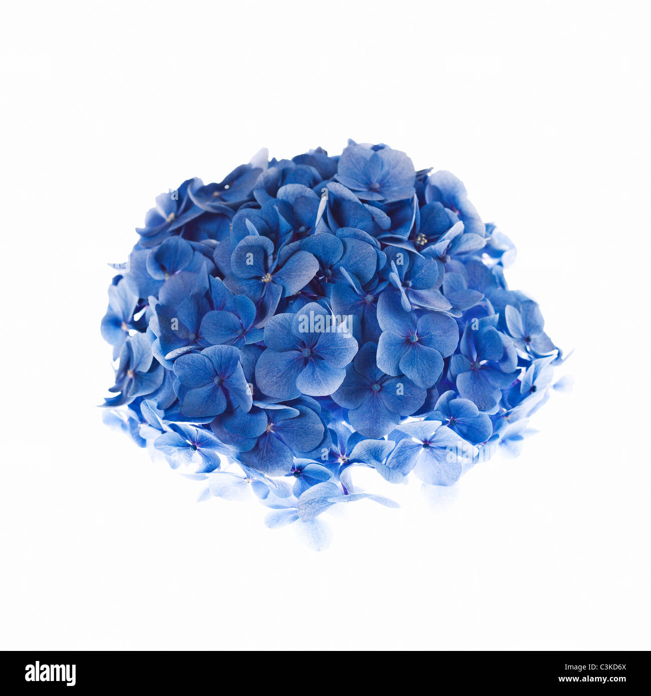 Hydrangea against white background Stock Photo - Alamy