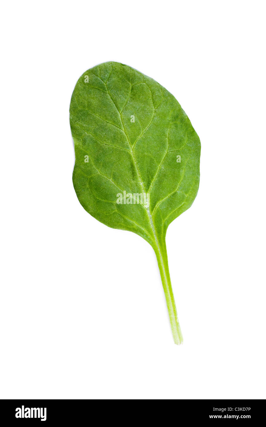 Leaf studio Cut Out Stock Images & Pictures - Alamy