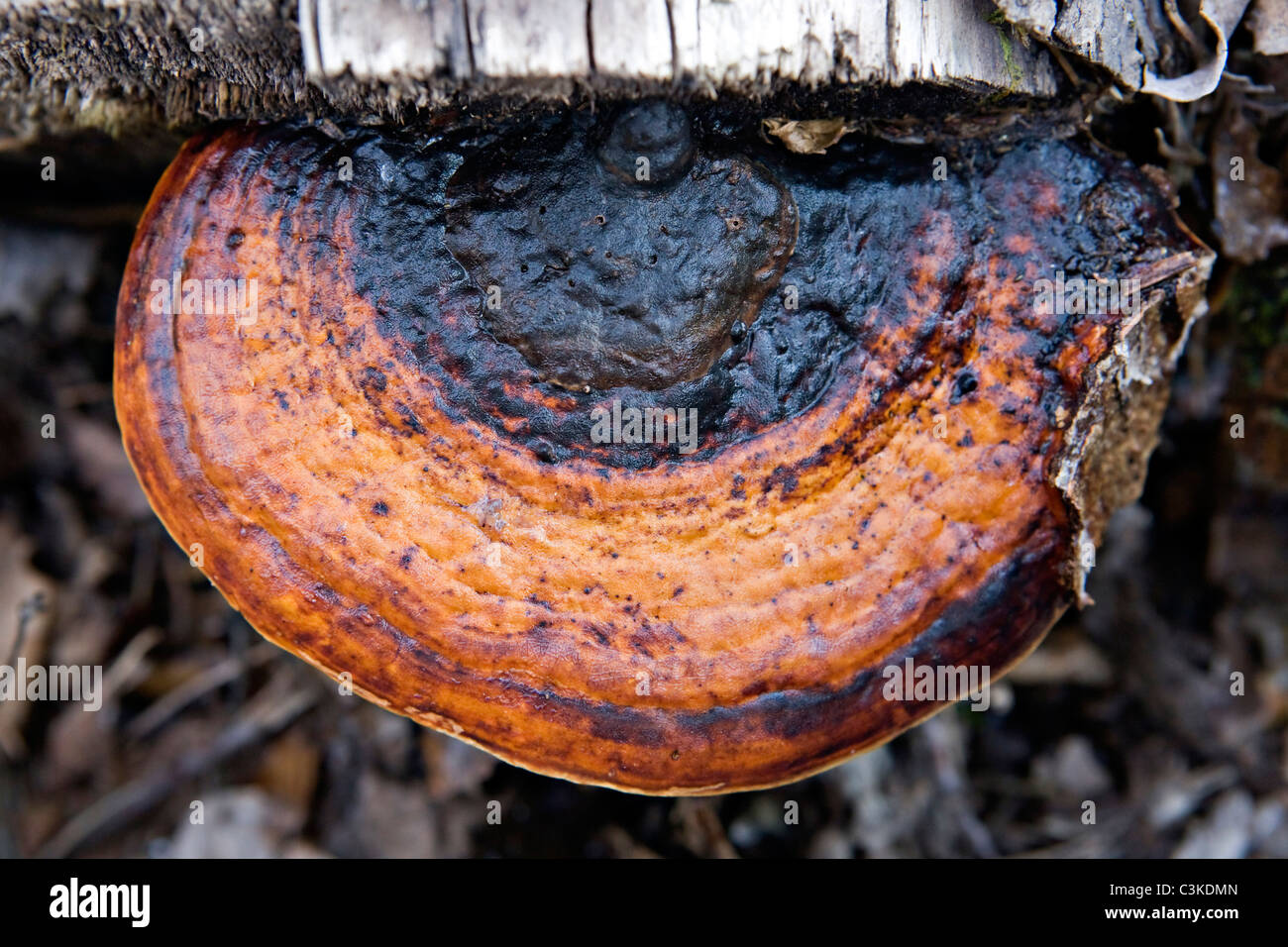 Close-up of Fomitopsis pinicola or Red Banded Polypore a polypore ...