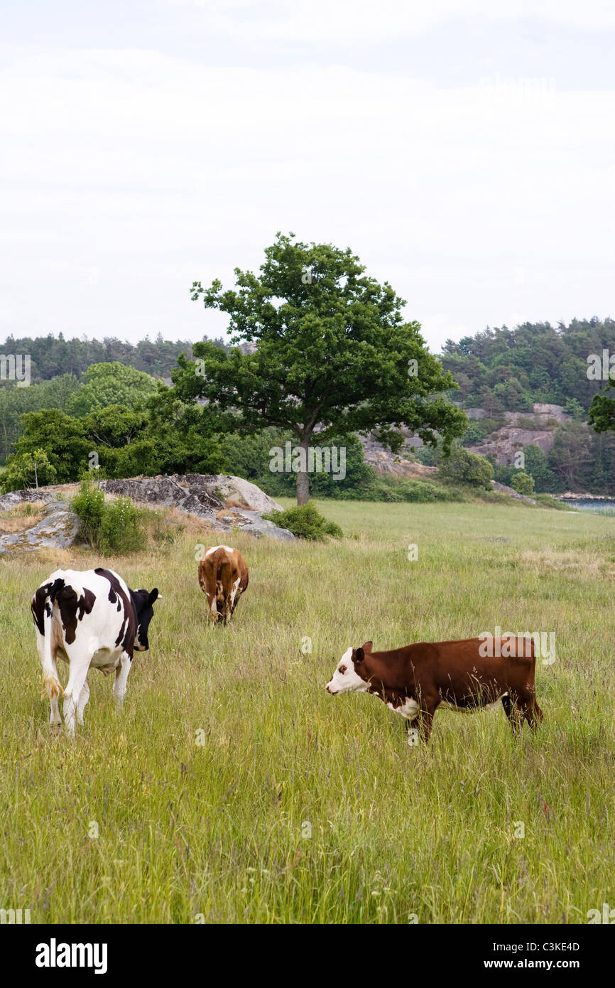 Swedish cows hi-res stock photography and images - Alamy