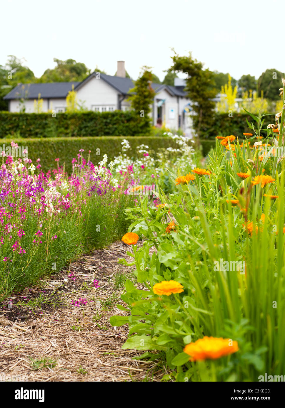 Rural landscape with flowers Stock Photo - Alamy