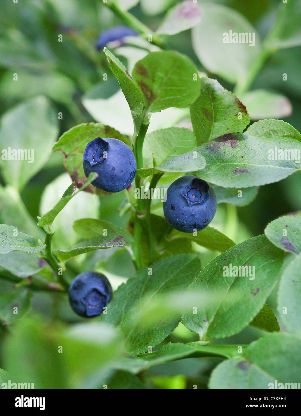 Branch of blueberries, close-up Stock Photo - Alamy