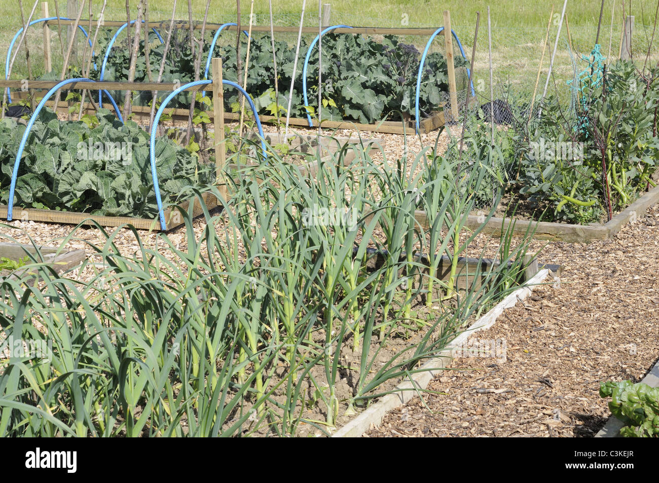 Allotment vegetable beds in summer with wood chip path Stock Photo - Alamy