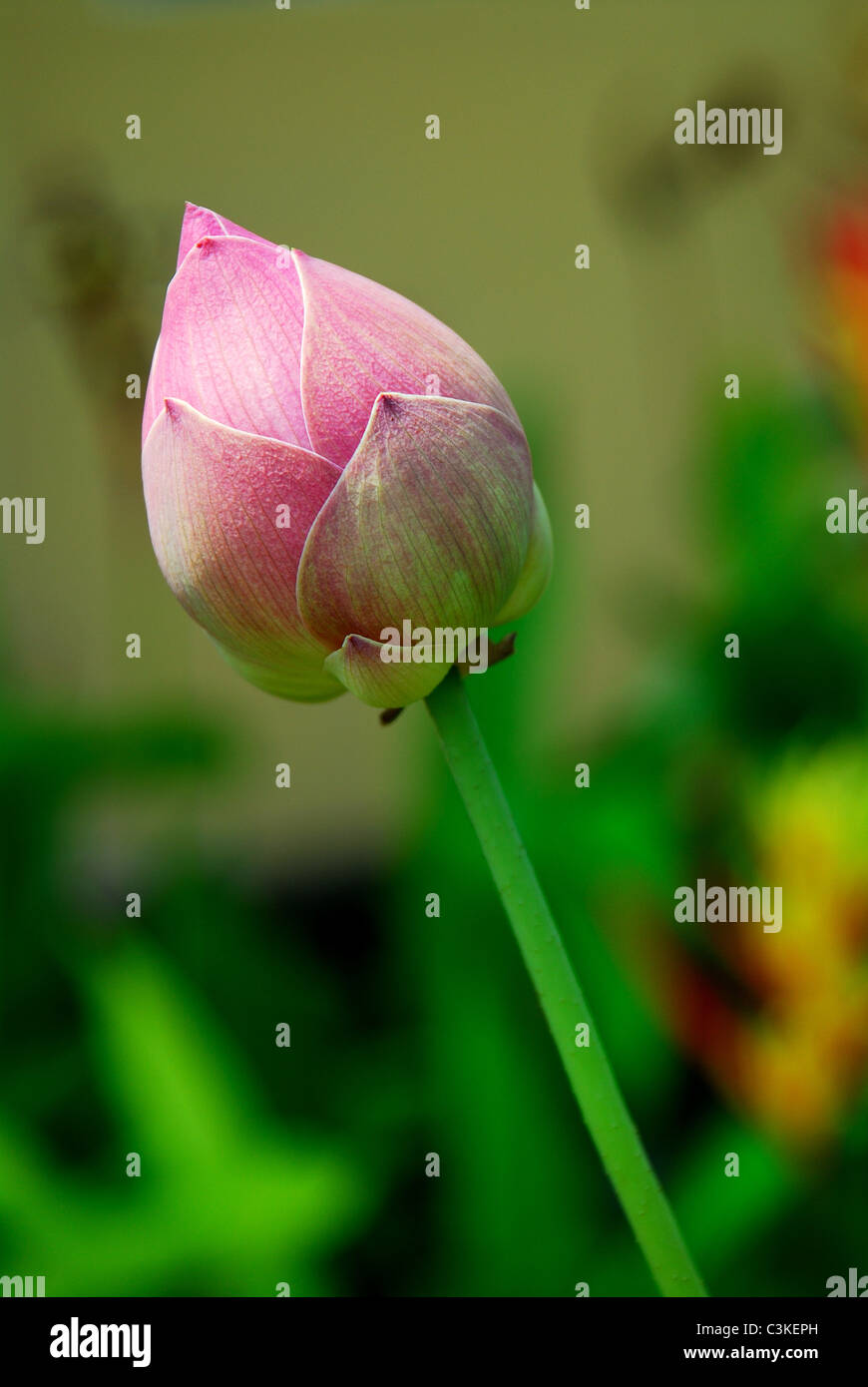 lotus flower still close Stock Photo - Alamy