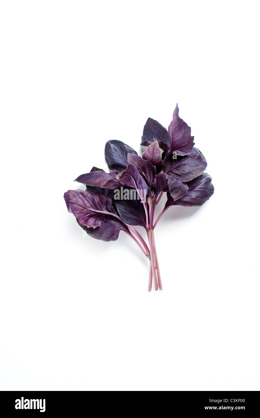 Closeup shot basil plant Cut Out Stock Images & Pictures - Alamy