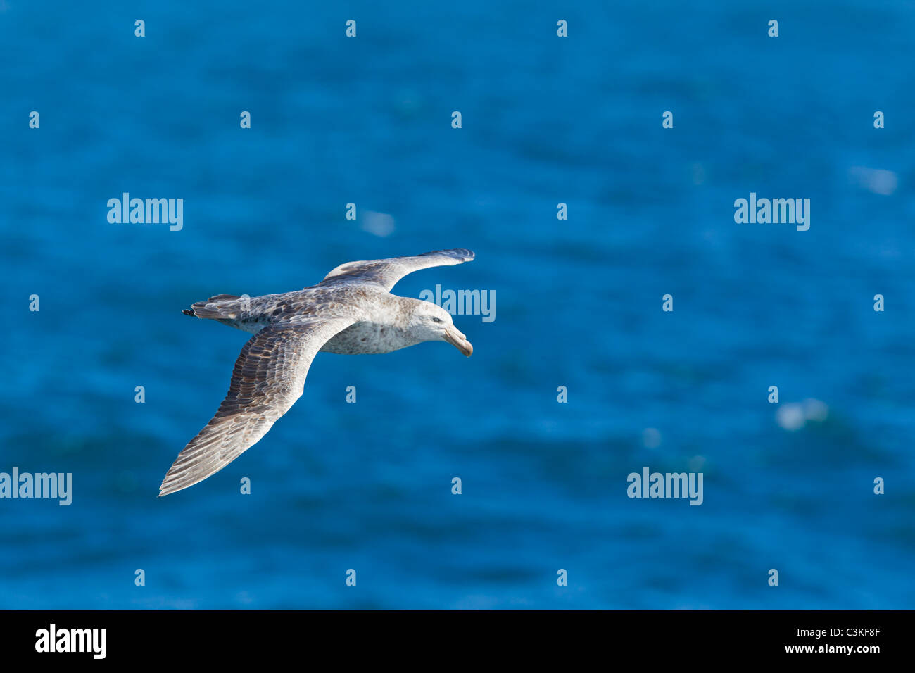 Southern giant petrel on the wings hi-res stock photography and images ...