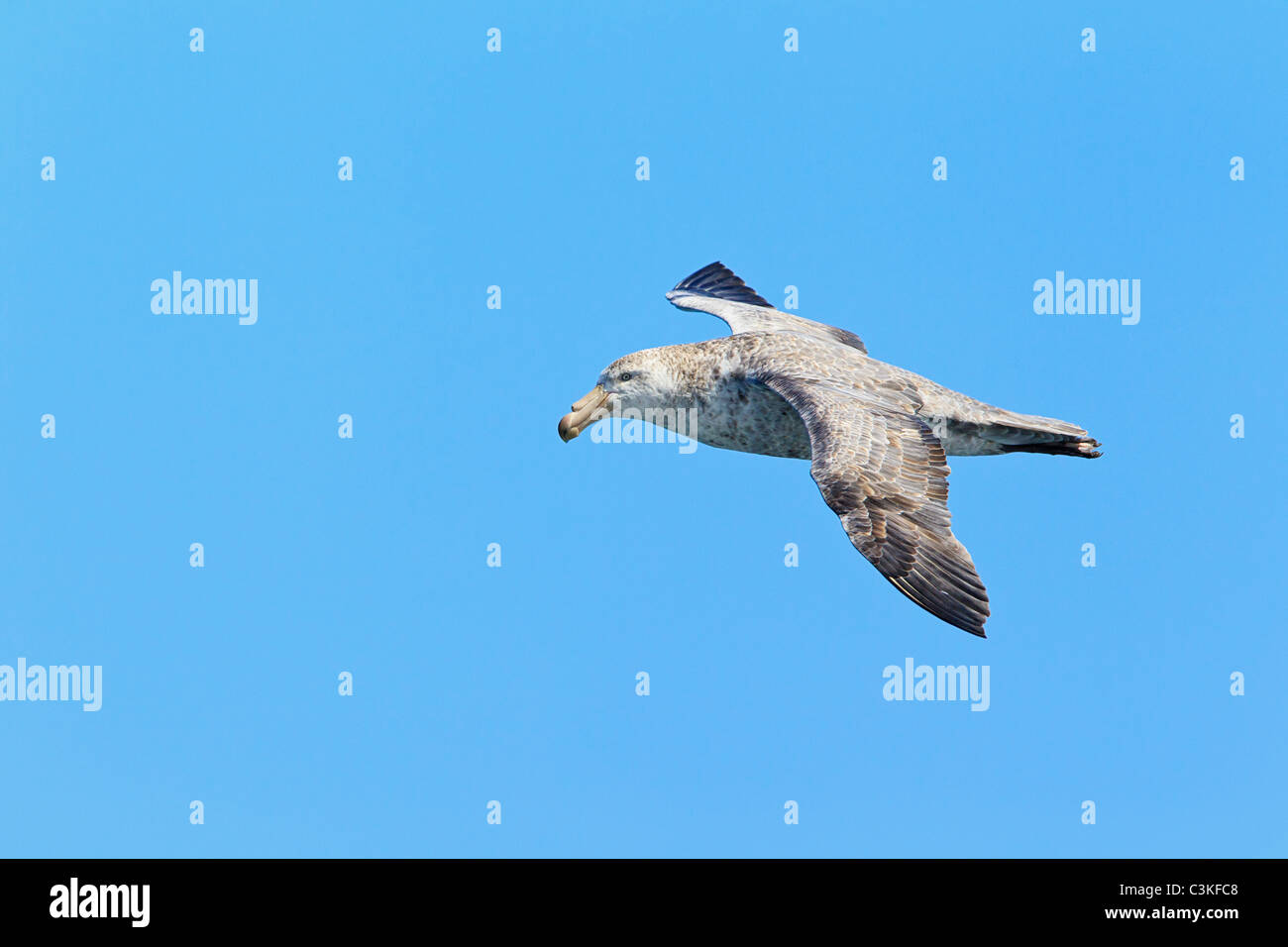 Southern giant petrel on the wings hi-res stock photography and images ...
