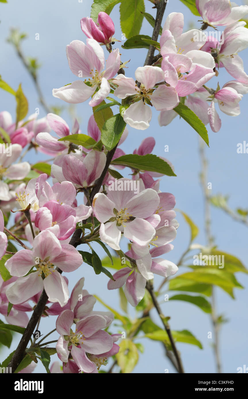 bee nectar source Stock Photo - Alamy