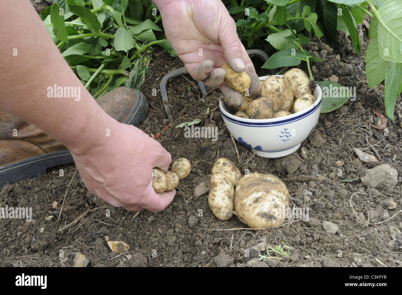 First early new potatoes, 'Arran Pilot', freshly dug tubers being ...