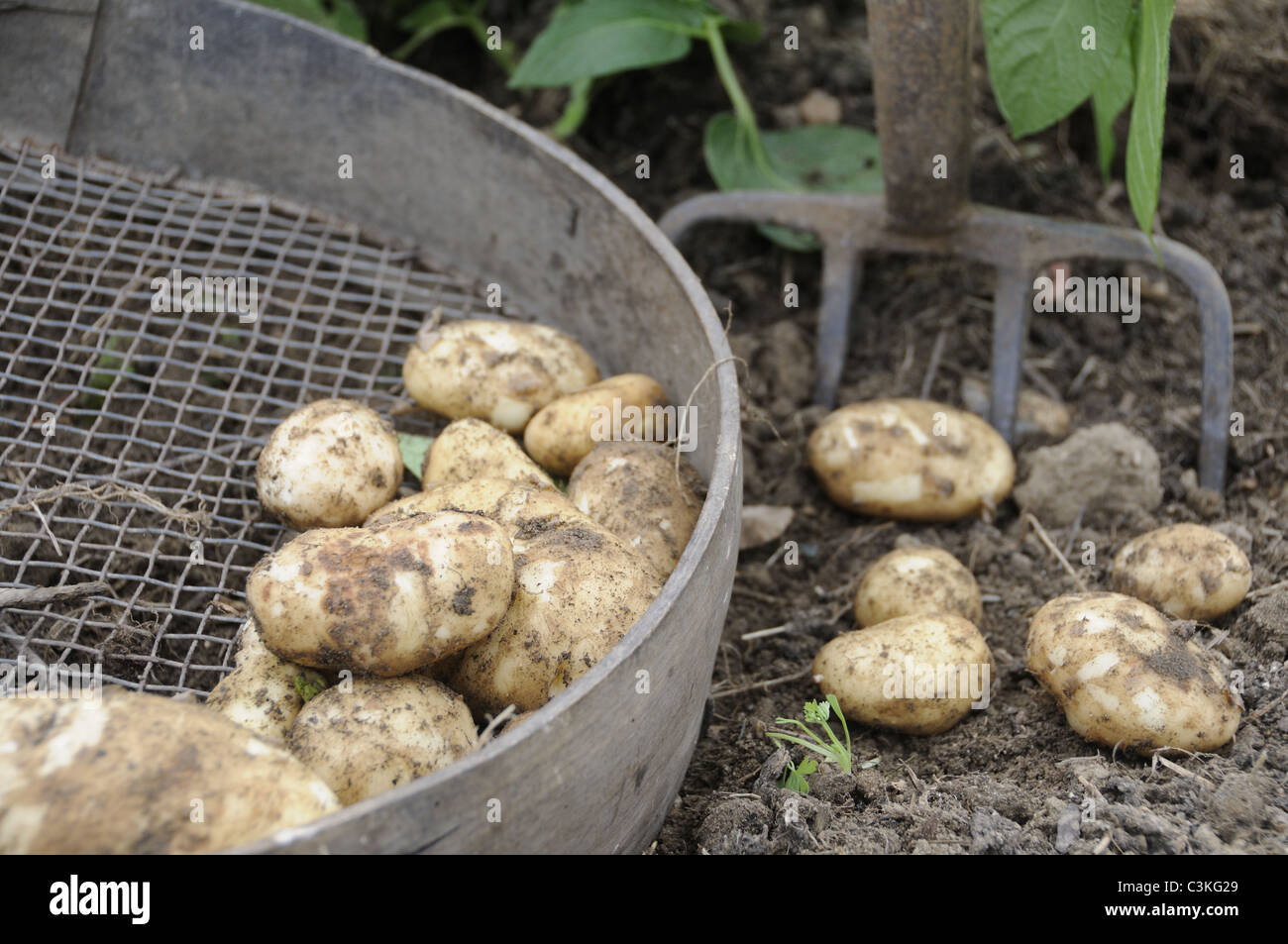 First early new potatoes, 'Arran Pilot', freshly dug, tubers in ...