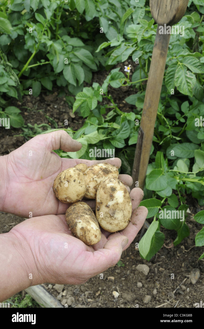 First early new potatoes, 'Arran Pilot', freshly dug tubers in ...