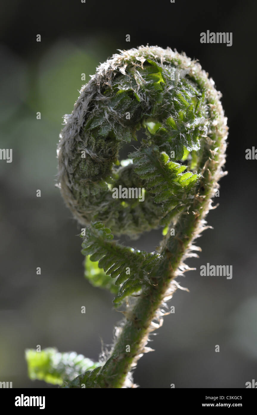 Bracken in woodland hi-res stock photography and images - Alamy