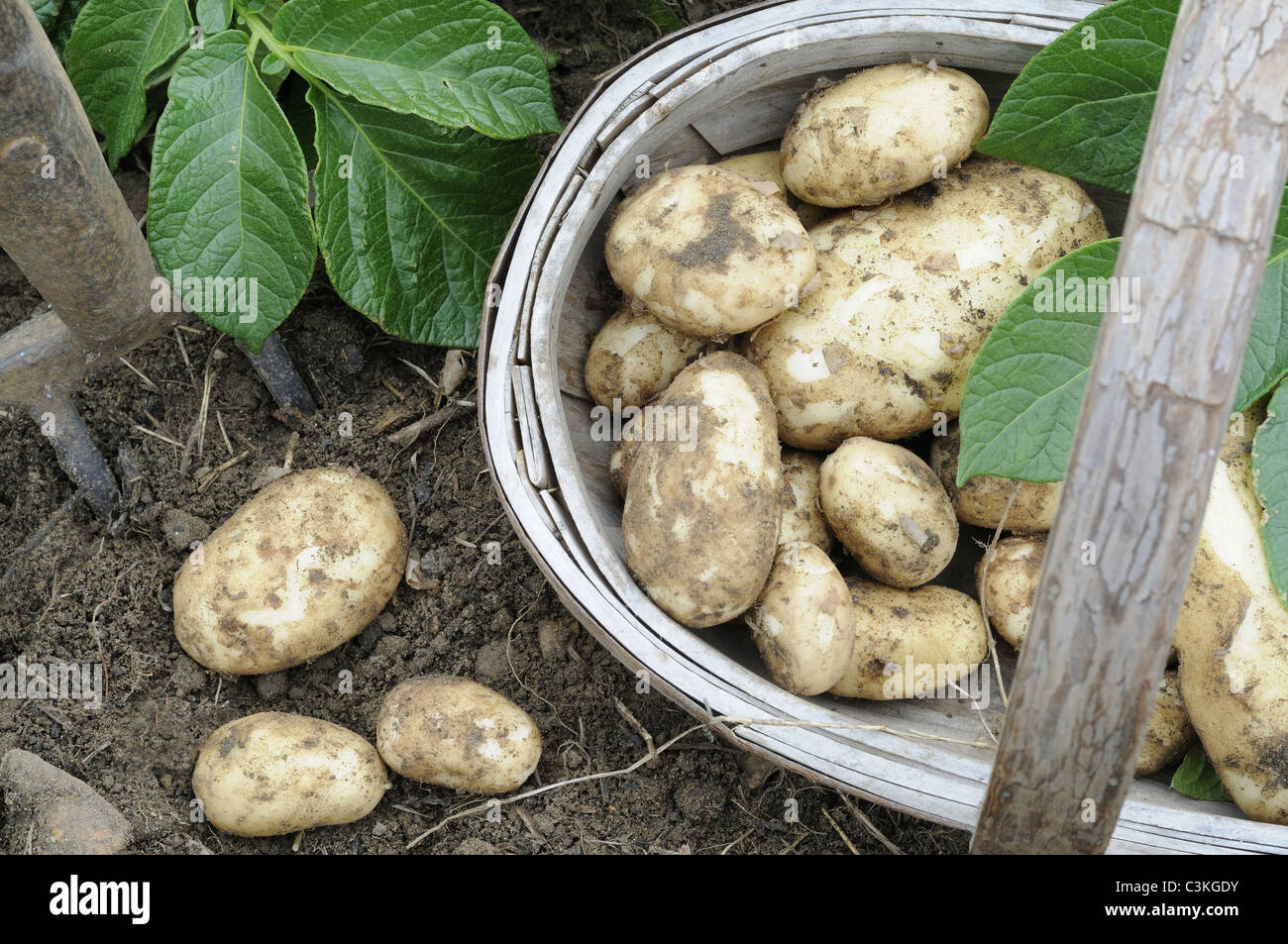 First early new potatoes, 'Arran Pilot', freshly dug, tubers in wooden ...