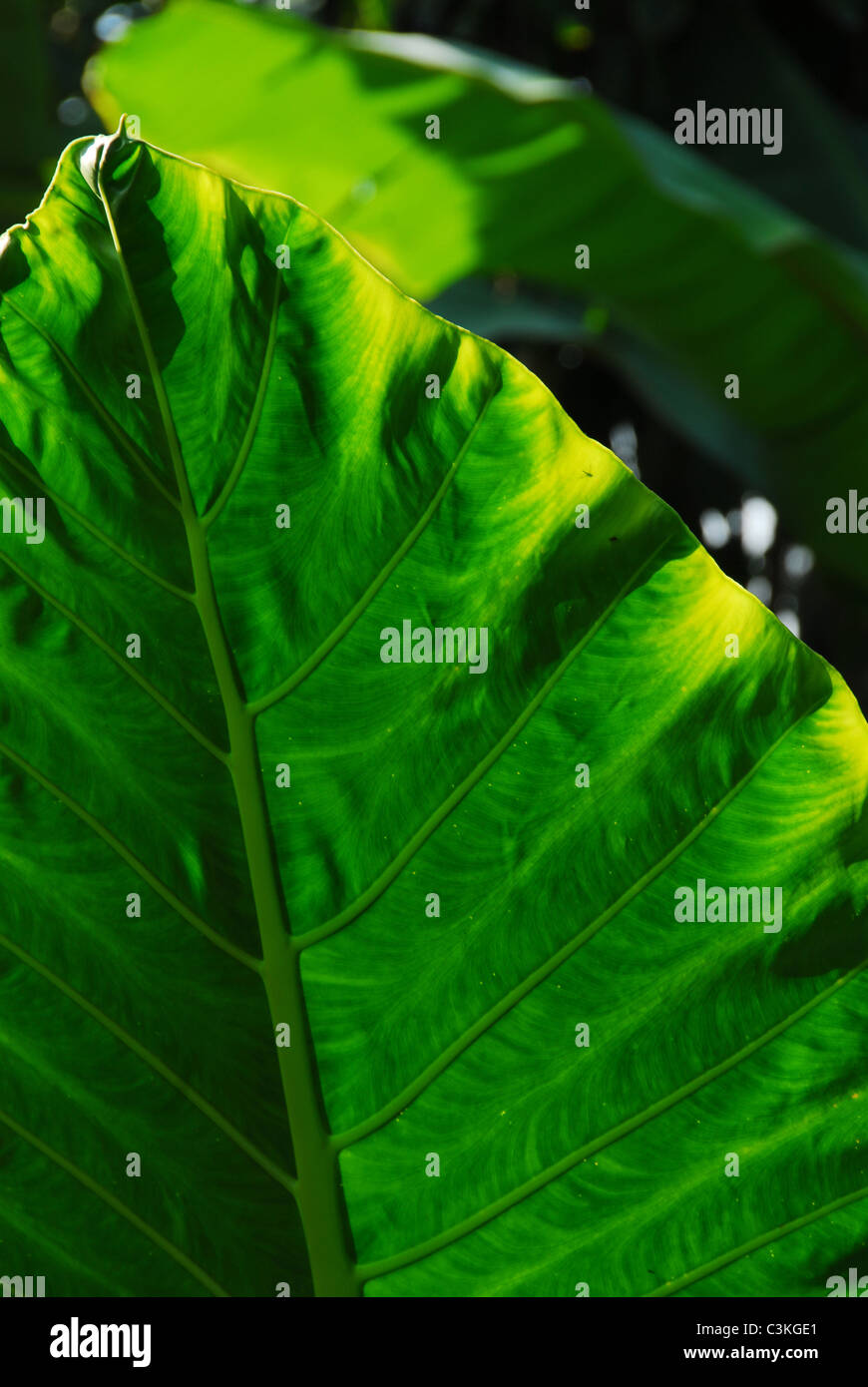 Leaf landscapes hi-res stock photography and images - Alamy