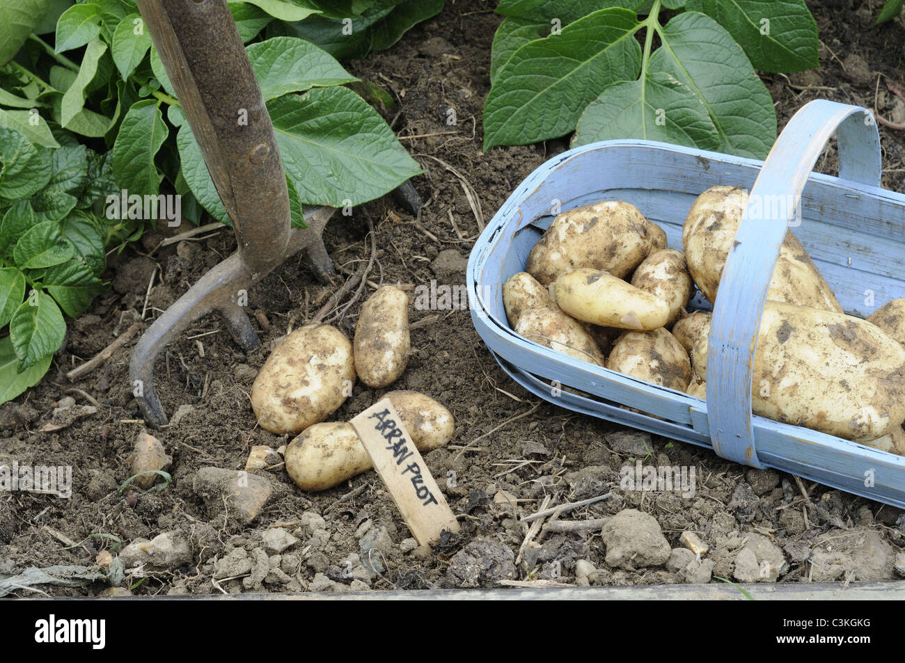 First early new potatoes, 'Arran Pilot', freshly dug, tubers in blue ...