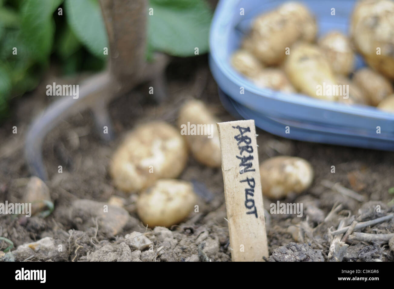 First early new potatoes, 'Arran Pilot', freshly dug, tubers in blue ...