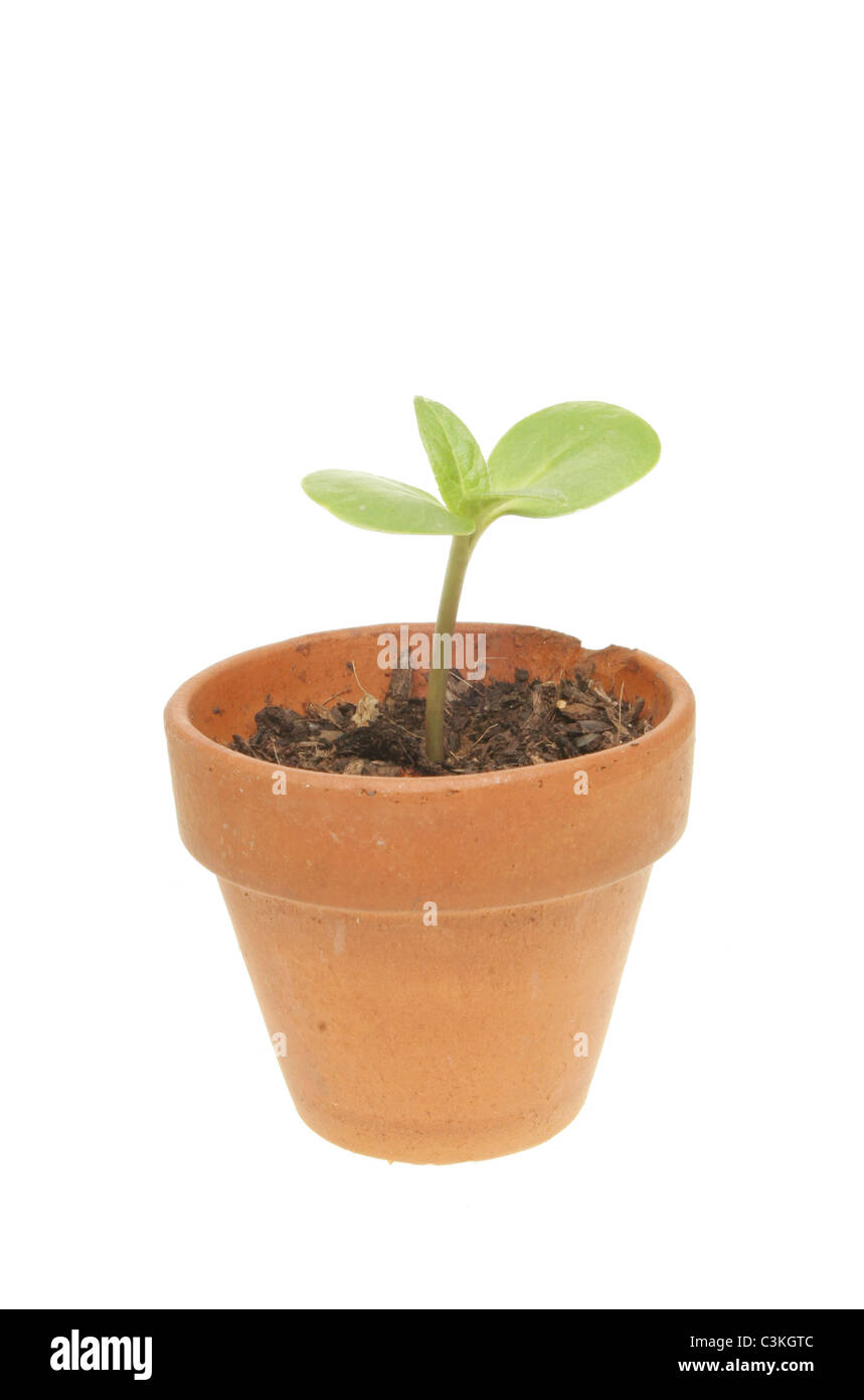 Small seedling plant in a terracotta pot isolated against white Stock ...