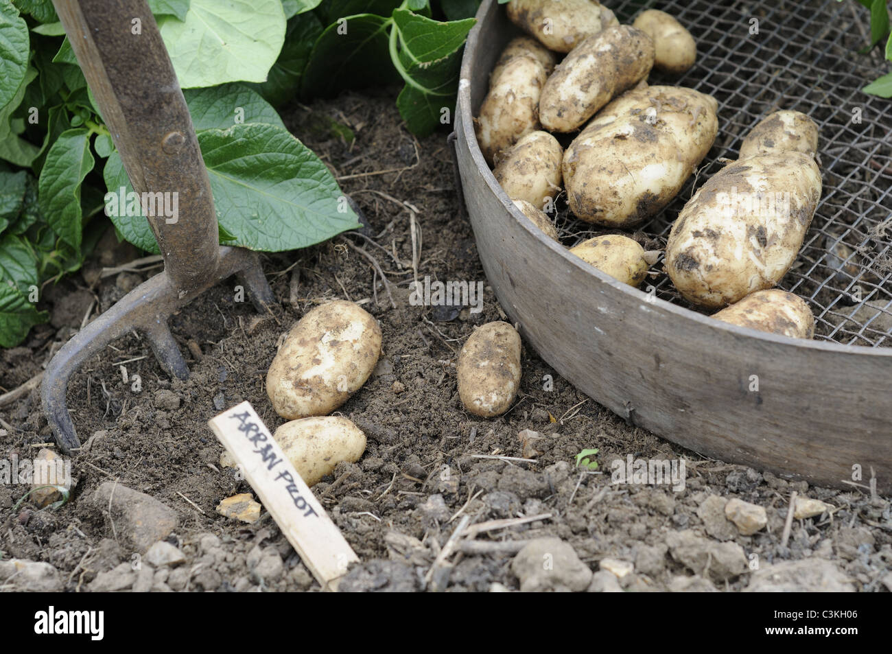First early new potatoes, 'Arran Pilot', freshly dug, tubers in ...