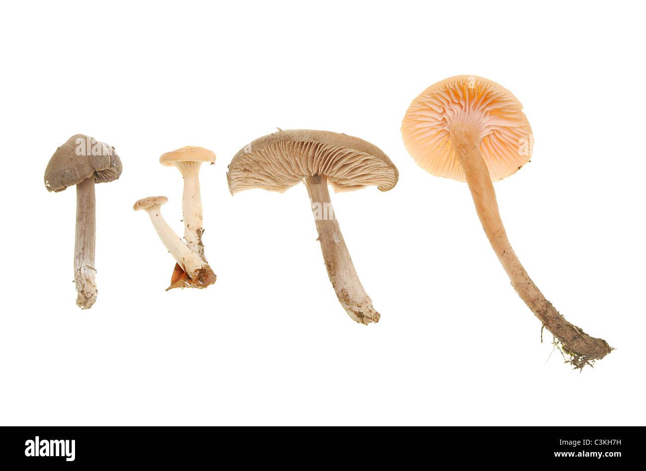 Group of toadstools Cut Out Stock Images & Pictures - Alamy