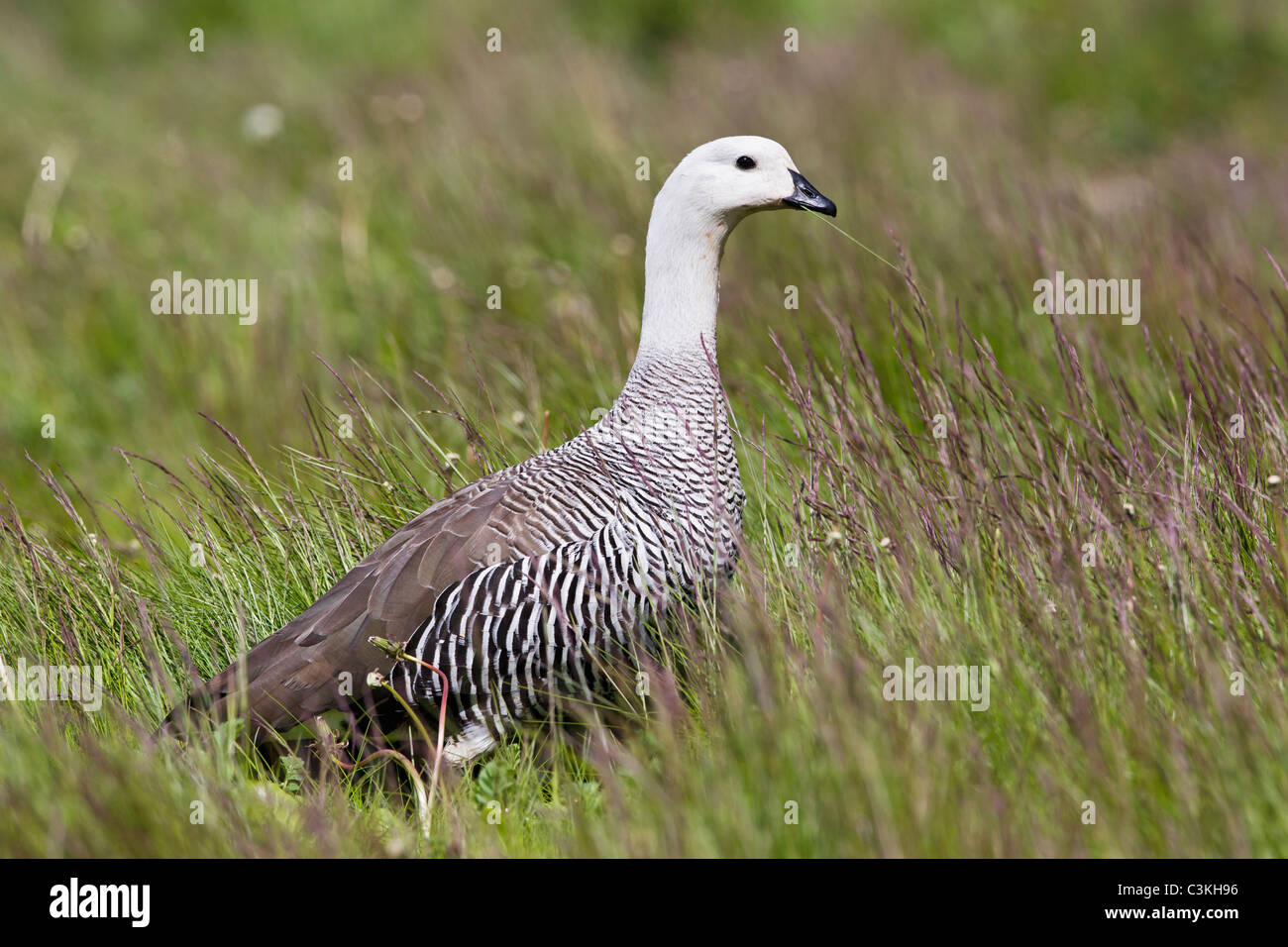 Upland goose in grass hi-res stock photography and images - Alamy