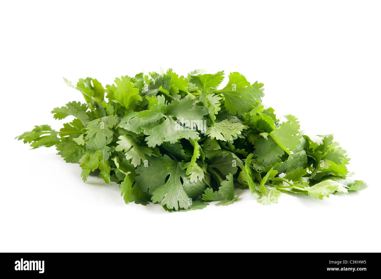 coriander on a white background Stock Photo - Alamy