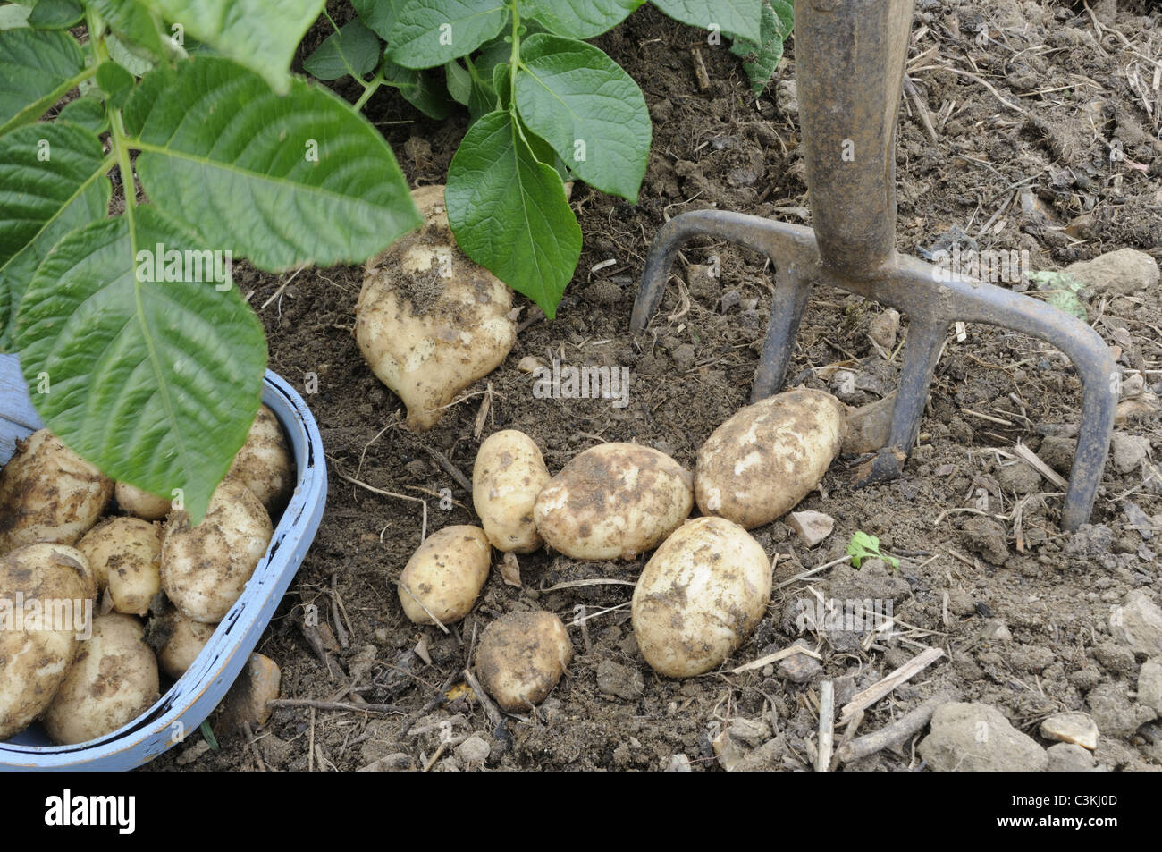 First early new potatoes, 'Arran Pilot', freshly dug, tubers in blue ...