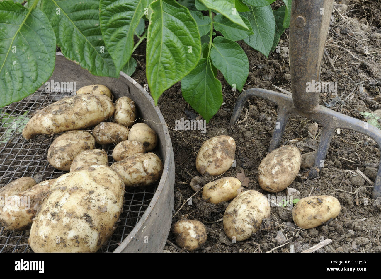 First early new potatoes, 'Arran Pilot', freshly dug, tubers in ...