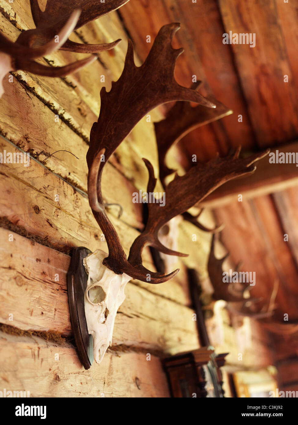 Elks antler hi-res stock photography and images - Alamy