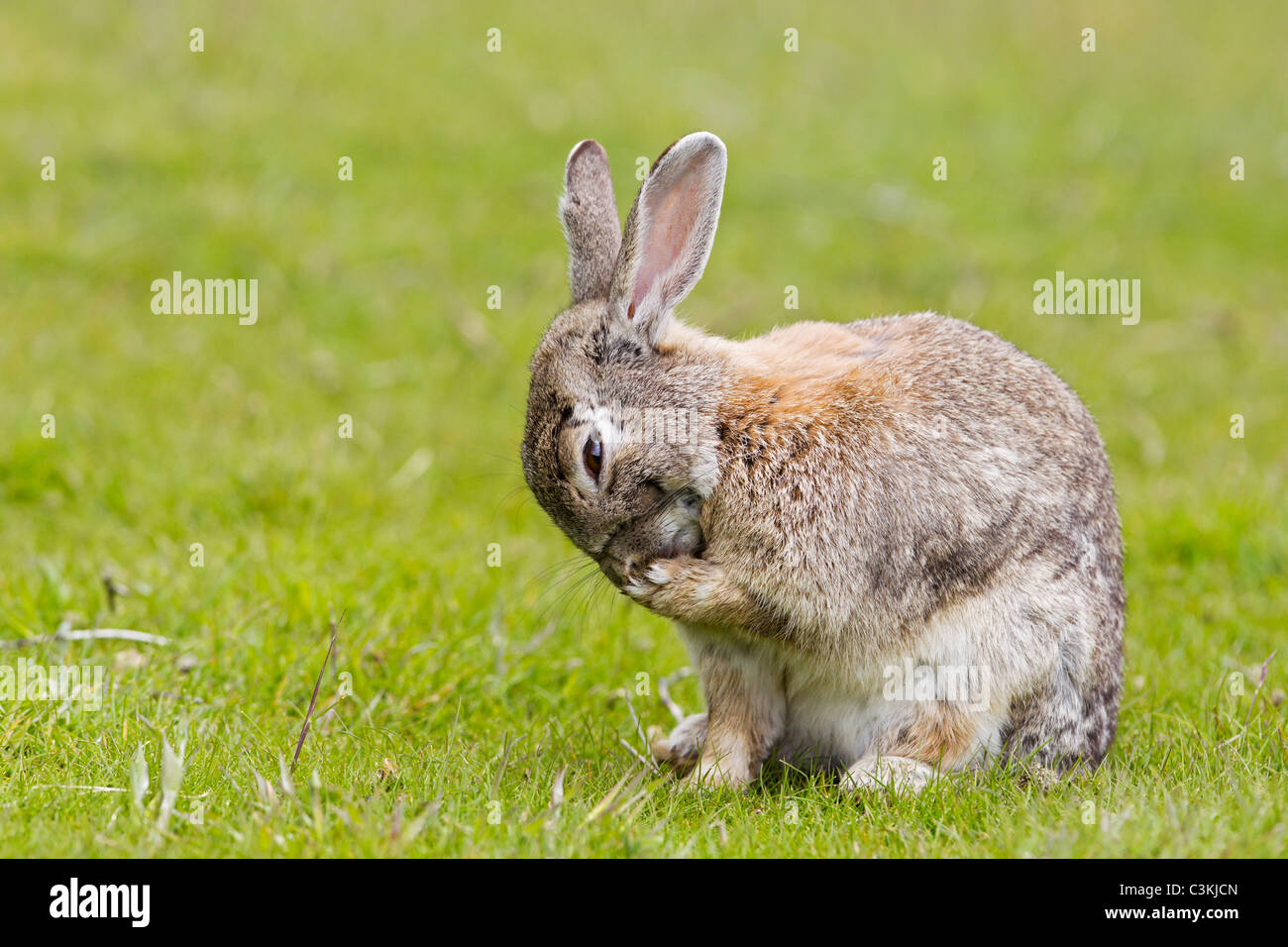 South America, Argentina, Rabbit in tierra del fuego national park ...