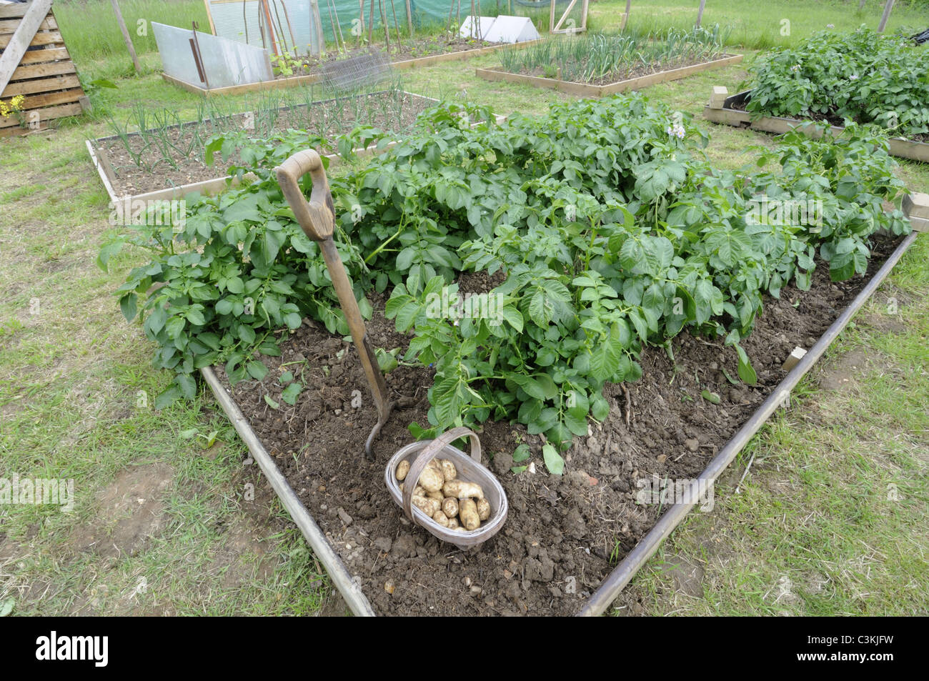 First early new potatoes, 'Arran Pilot', freshly dug on small allotment ...