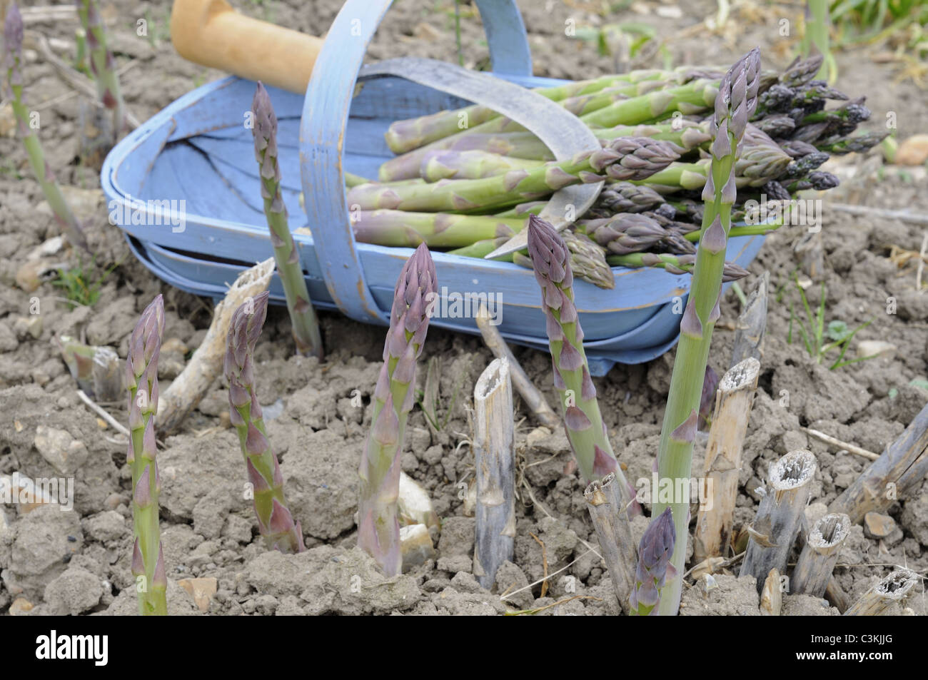 Asparagus, freshly cut spears in blue trug with knife, uncut spears in ...