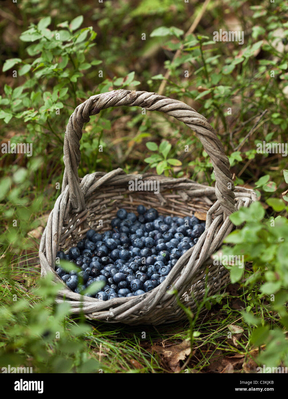 Basket of blueberries in flora, close-up Stock Photo - Alamy