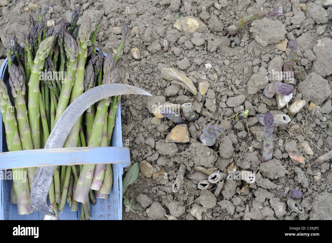 Asparagus, freshly cut spears in blue trug with knife, uncut spears at ...