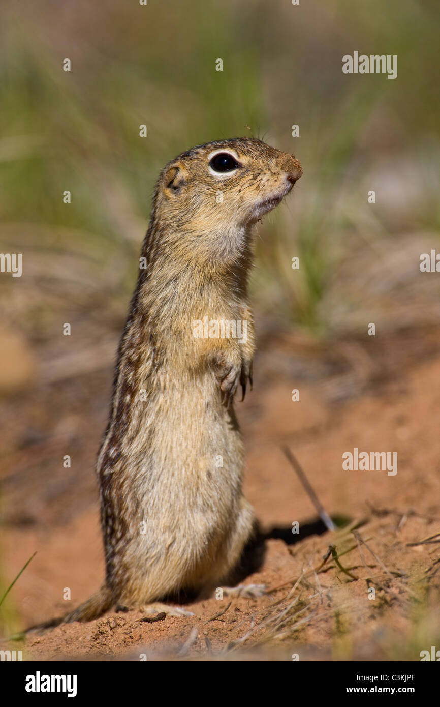 Thirteen lined ground squirrel hi-res stock photography and images - Alamy