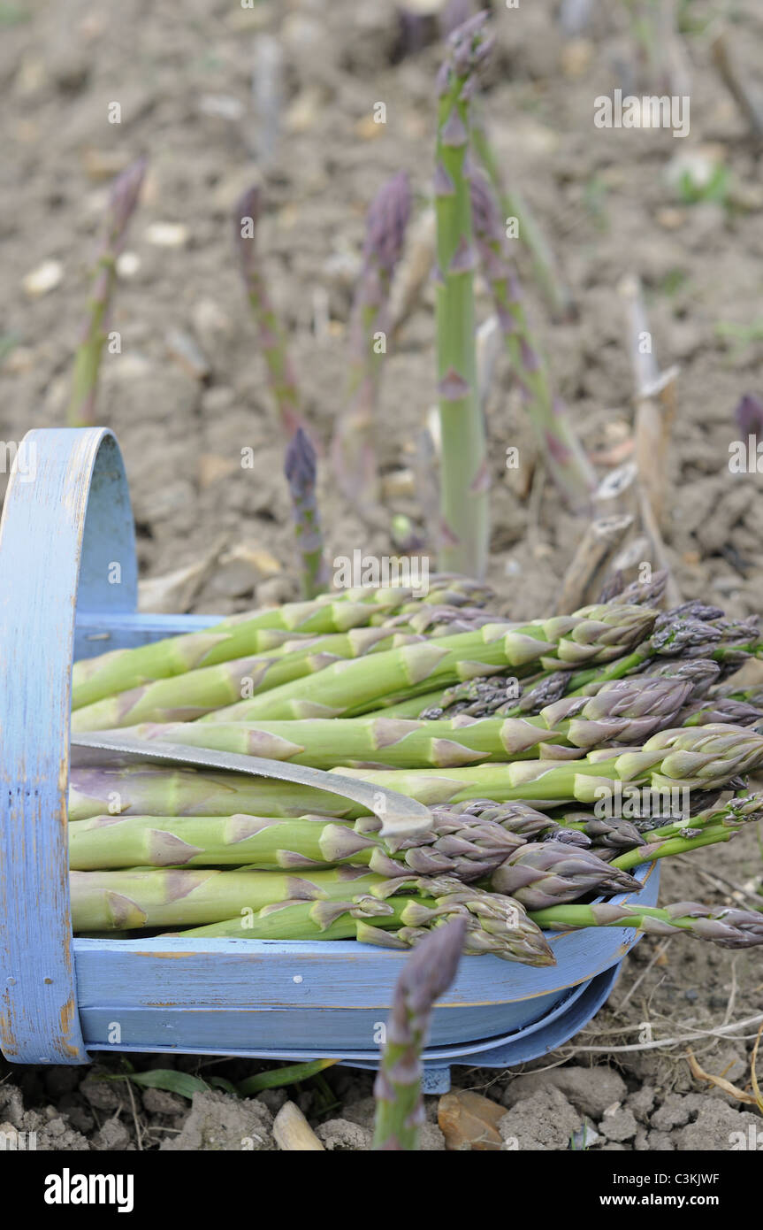 Asparagus, freshly cut spears in blue trug with knife, uncut spears ...
