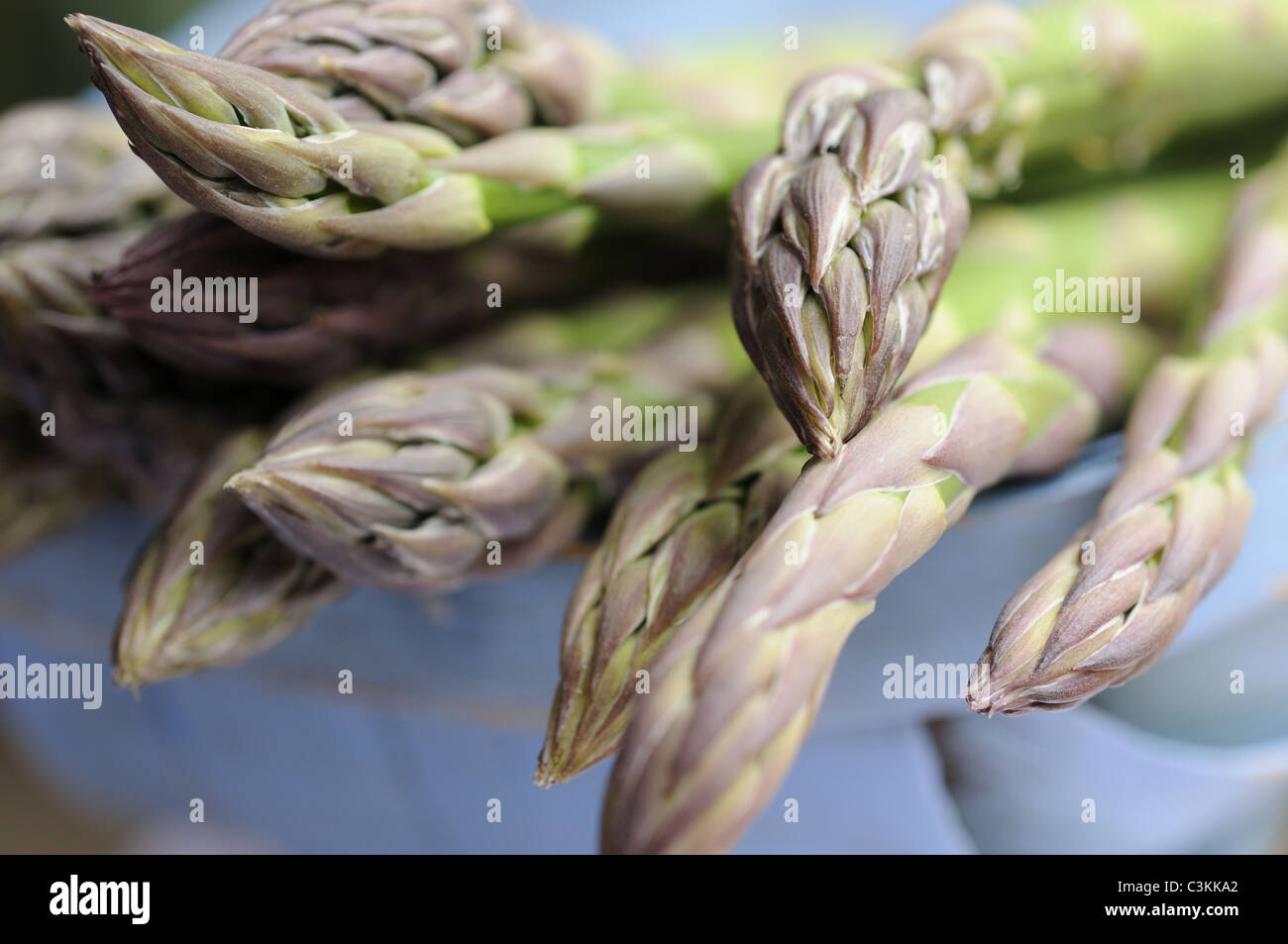 Asparagus, freshly cut spears in blue trug close up shot, variety 'cito ...