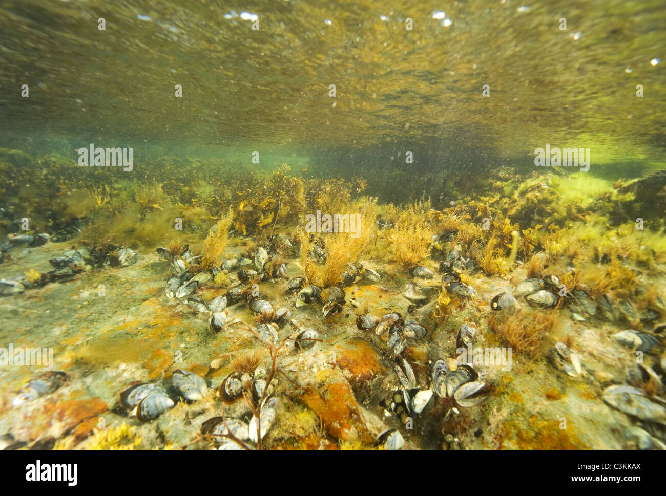 Underwater view of mussels Stock Photo - Alamy