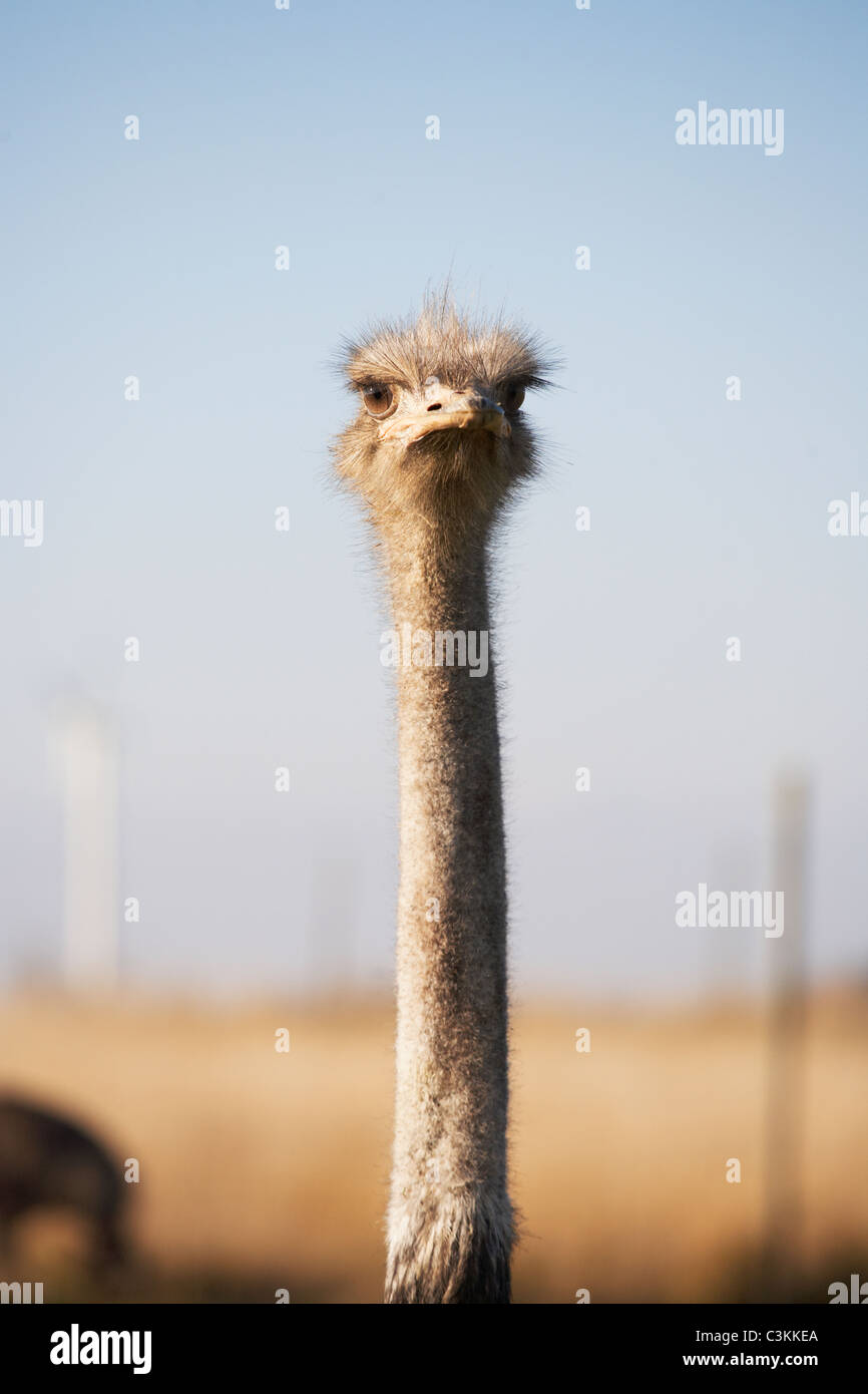 Ostrich head hi-res stock photography and images - Alamy