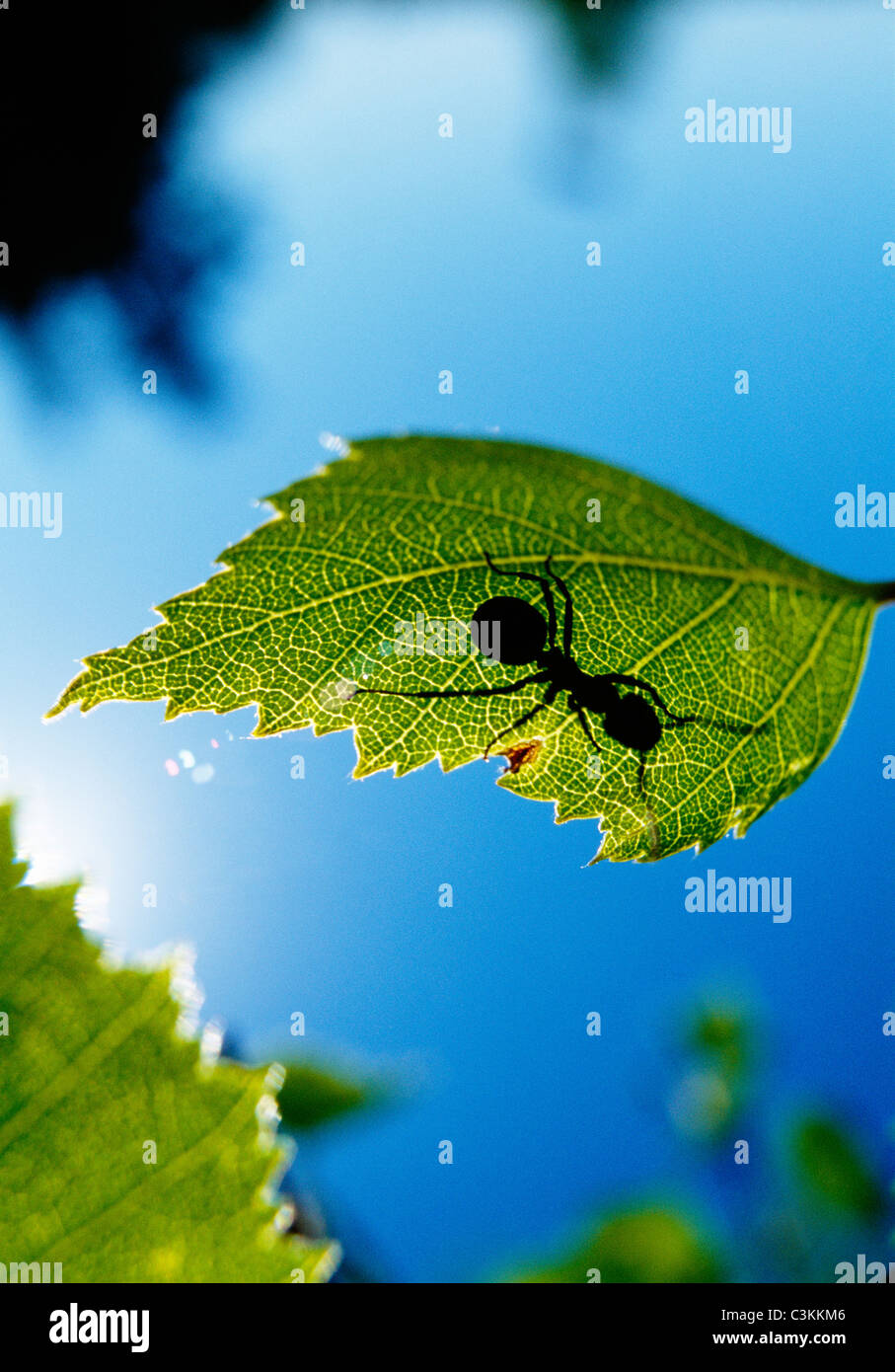 Wood ant on leaf with sunlight falling on it Stock Photo - Alamy