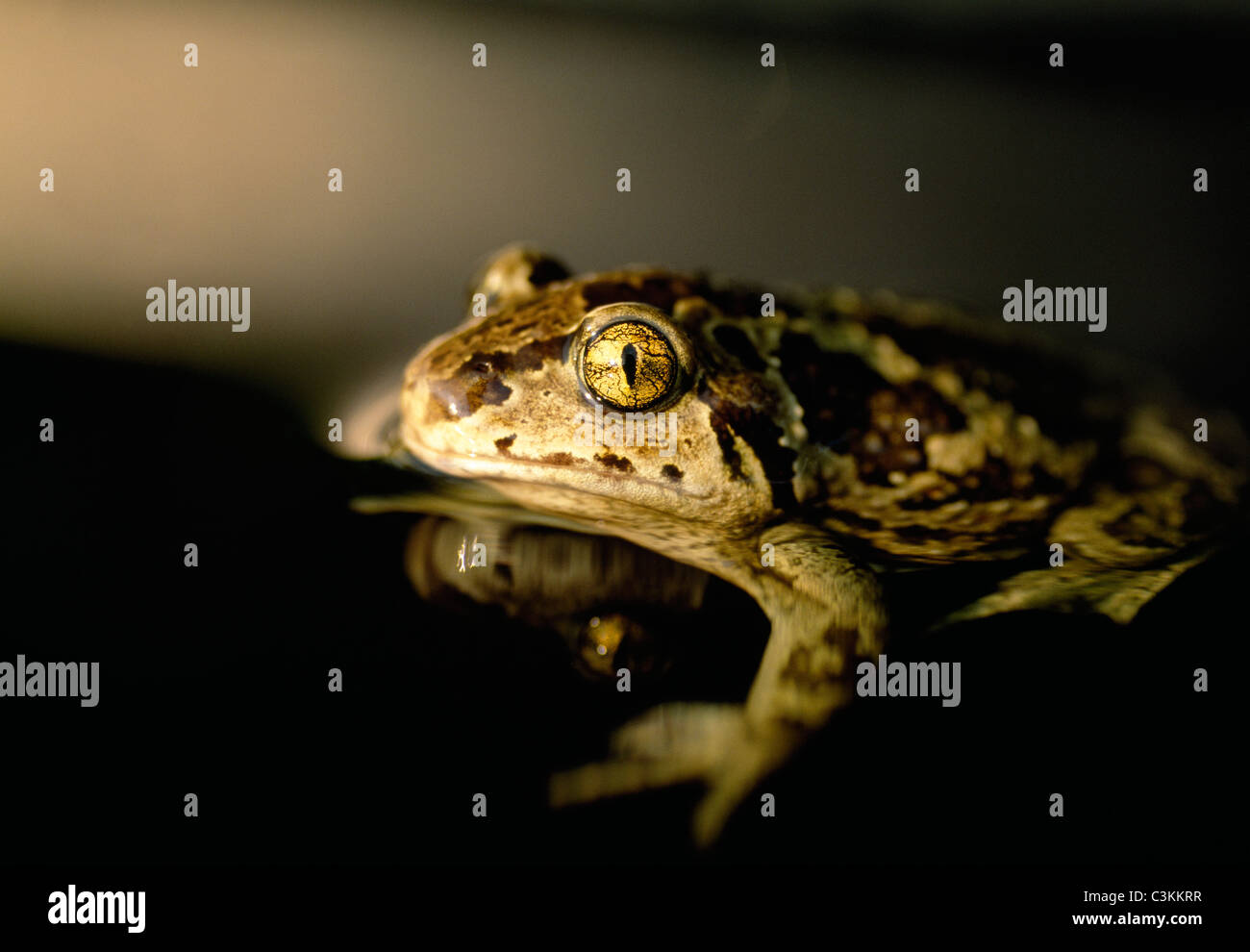 Close-up of spadefoot toad Stock Photo - Alamy