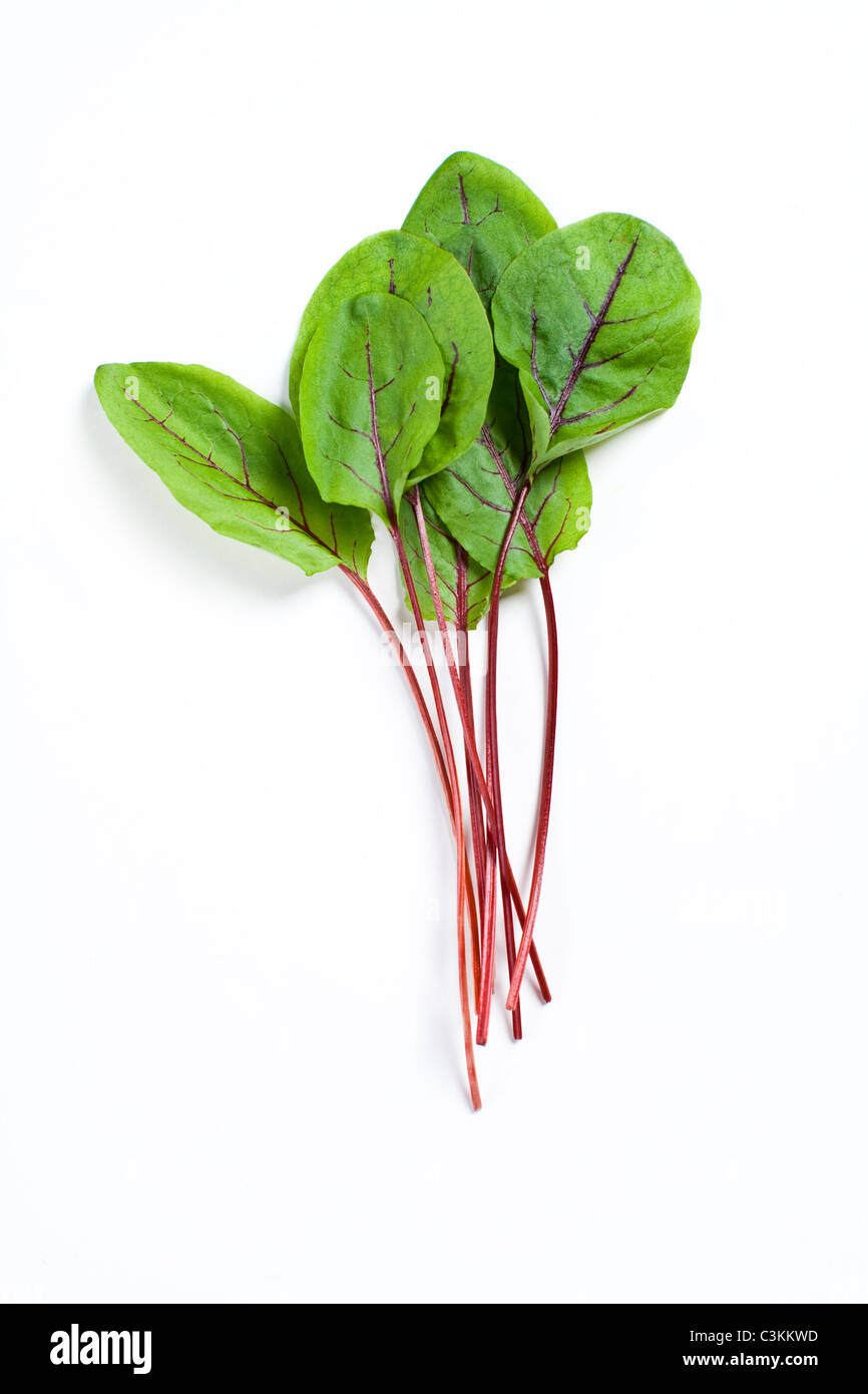 Closeup shot stem green Cut Out Stock Images & Pictures - Alamy